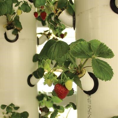 Vertical Aeroponic Systems | Gothic Arch Greenhouses|Gothic Arch ...