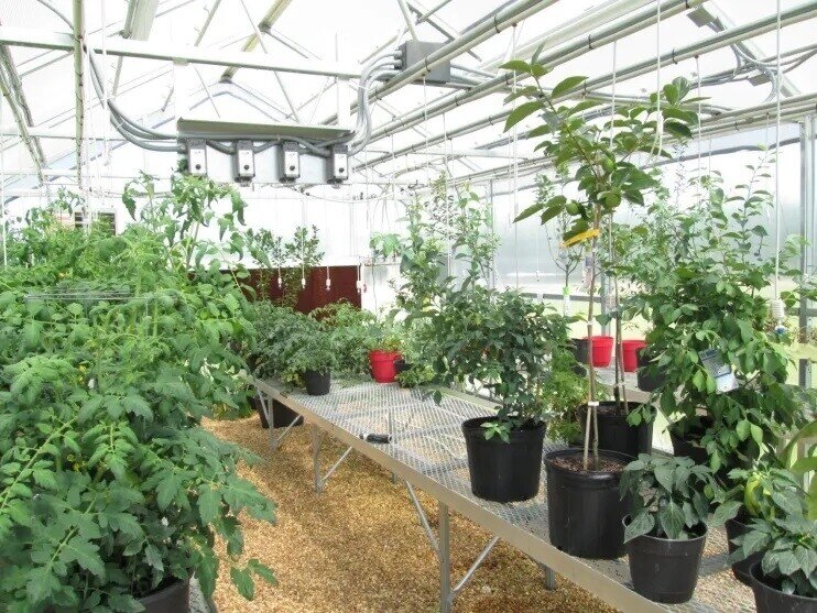 School Science Greenhouse Complete Package |Gothic Arch Greenhouses