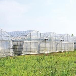 Gothic Multi-Bay High Tunnels- Affordable Greenhouse Solutions|Gothic ...