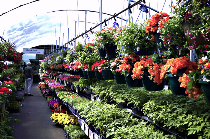 Retail Garden Greenhouses|Gothic Arch Greenhouses